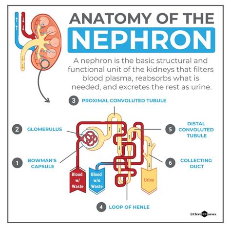 Pin Em Renal System