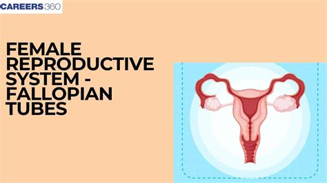 Female Reproductive System Fallopian Tube Location Anatomy Function