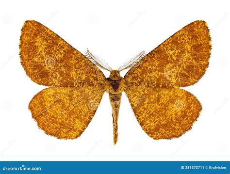 Cranberry Spanworm Moth Stock Image Image Of Rare Spanworm 281373711