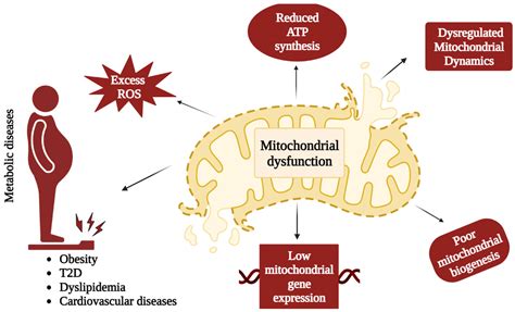 Peripheral Mitochondrial Dysfunction A Potential Contributor To The