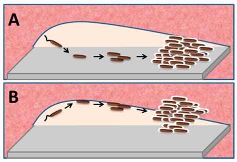 Metals Special Issue Biodegradable Metals