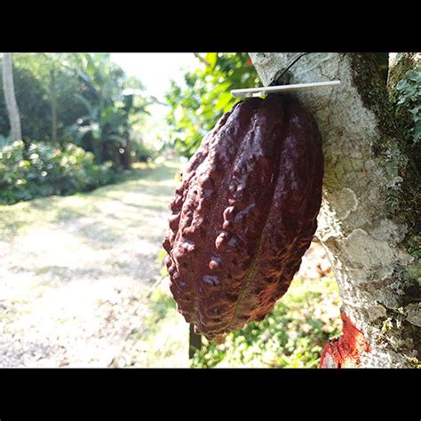 Cacao Detection And Ripeness Classification Object Detection Model By If5200cacao