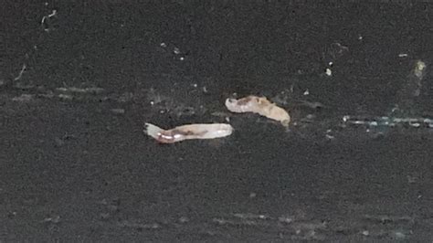 Update Found These Worms In My Solo Cup And I Need To Identify Them