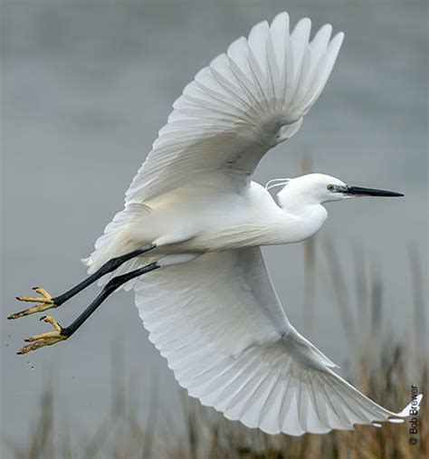 Garças Birdwatching Sesimbra