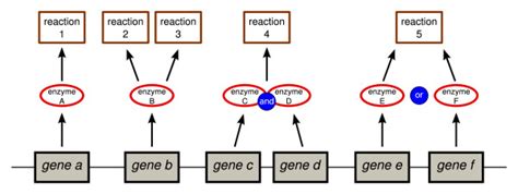 The Gene Protein Reaction Relationship Boolean Logic Is Used To