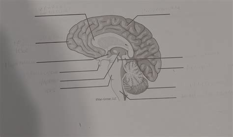 Lab Practical Nervous Part 3 Diagram Quizlet