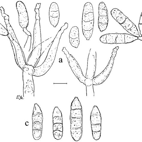 The Anamorph Of Hypomyces Odoratus Cladobotryum Mycophilum From