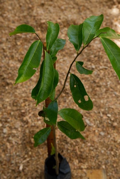 Soursop Tree Soulfire Farm
