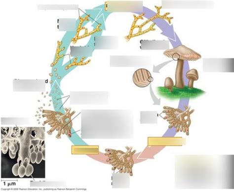 Reproductive Cycle Of Basidiomycetes Basidiomycota Life Cycle Of