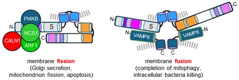 Apolipoprotein L Functions In Membrane Remodeling