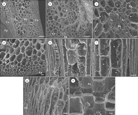 Scanning Electron Micrographs Of Transverse A D And Longitudinal