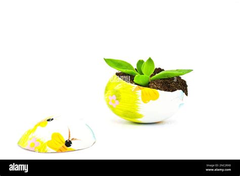 Conceptual And Creative Idea Of Broken Egg Shells Used As Soil Pots And