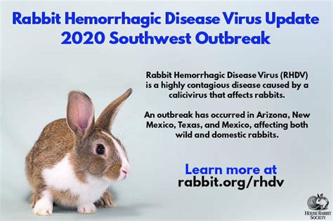Wild Rabbit Diseases And Symptoms