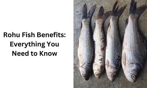 Rohu Fish Health Benefits Everything You Need To Know Bite N Sip