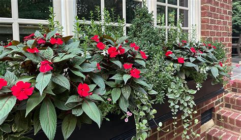 Get Inspired Sunpatiens