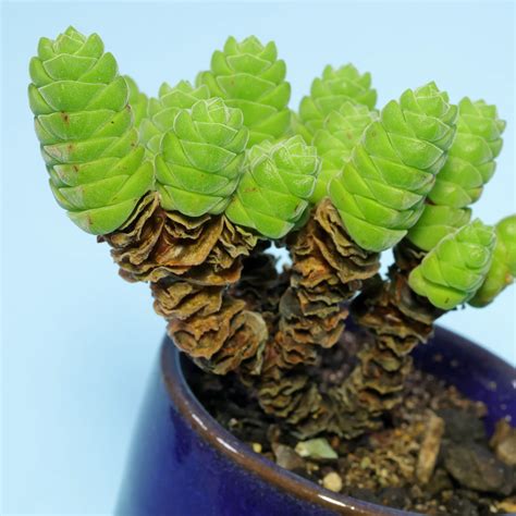 Crassula Columella Columnar Crassula