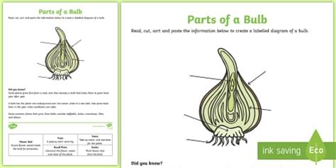 Year 2 Inside A Bulb Activity Sheet