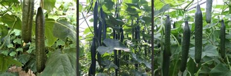 Sakata acquires Sana Seeds