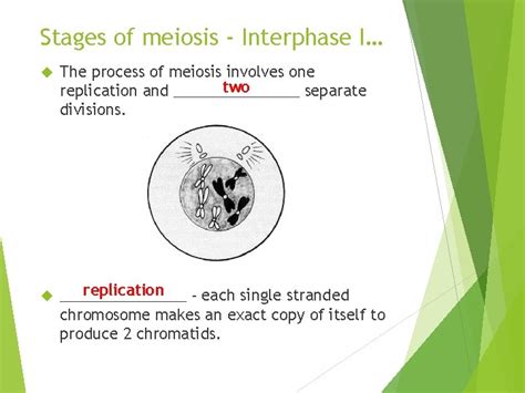 Meiosis And Sexual Reproduction Some Basic Facts Sexual