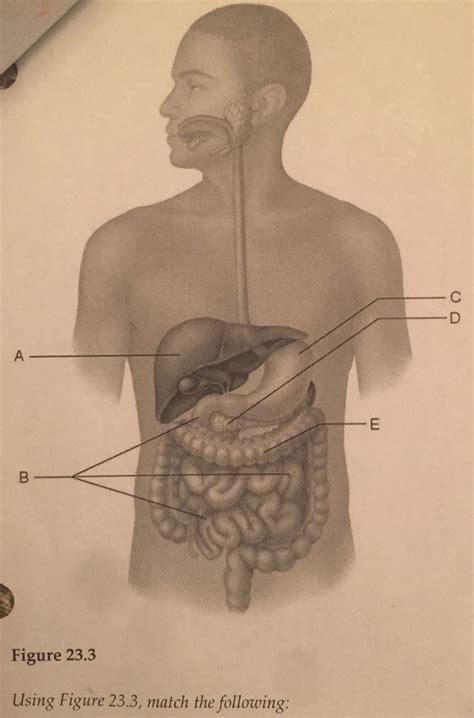 Bio169 Test 4 Pt 2 Diagram Quizlet
