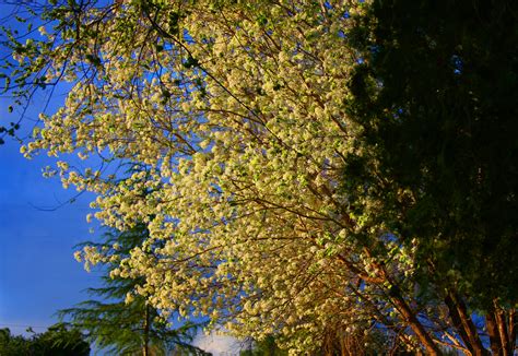 Mainland Regional High School 1987 The Common