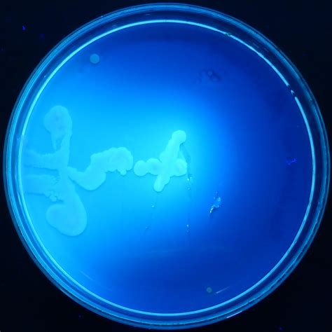 Pseudomonas Fluorescens Scheda Batteriologica Ed Approfondimenti