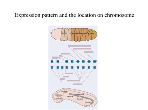 Ppt Morphogen Gradient Cascade Signal Transduction Powerpoint
