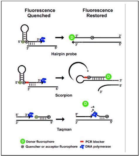 Figure 3 From Dna Probes Using Fluorescence Resonance Energy Transfer