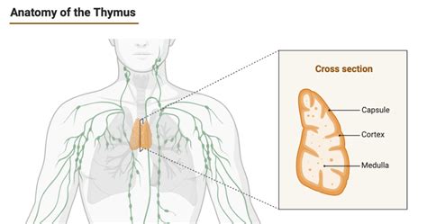Endocrine System Definition Structure Primary And Secondary Glands