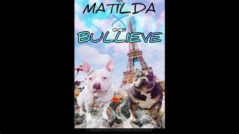 American Bully Tks Matilda X Qcb Bullieve Litter Is Here Youtube