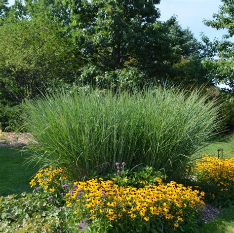 Panicum Virgatum Cloud Nine From Nvk Nurseries