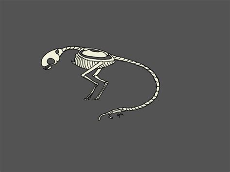 Skeleton Of A Highly Derived Echinoderm By Velocithea On Deviantart