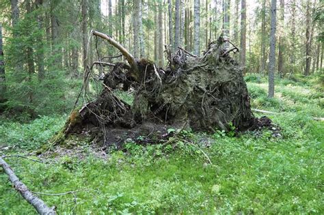 Premium Photo Fallen Spruce With Roots Uprooted From The Ground Taiga