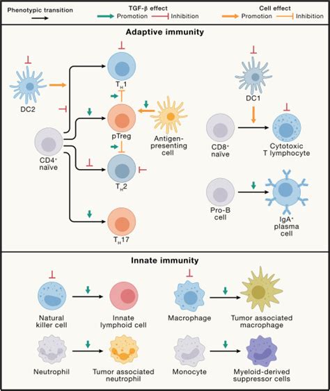 Tgf β Signaling In Health And Disease Cell
