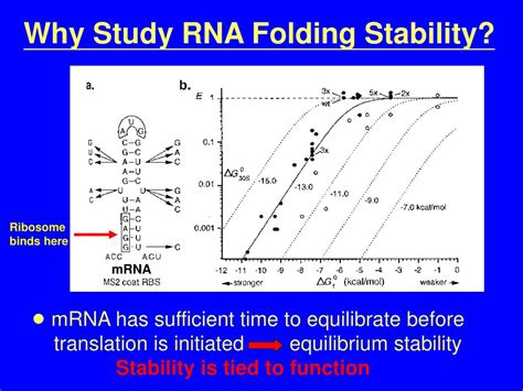 PPT Introduction To The RNA Folding Problems PowerPoint Presentation ID