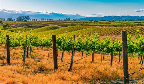 Champagne Armand De Brignac Informazioni E Prezzi