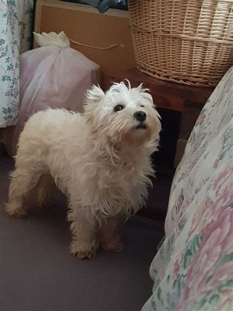 ปักพินโดย Debbie Cowan ใน Mr Char Char