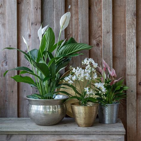 Buy Solid Etched Brass Pot Cover Delivery By Waitrose Garden