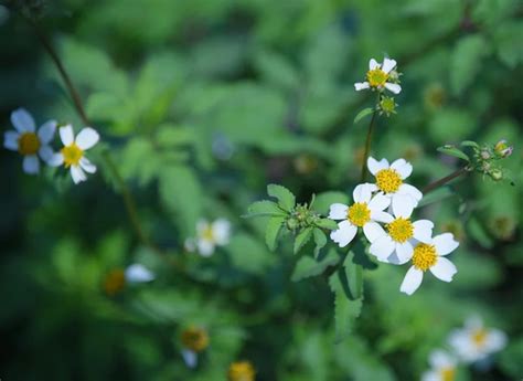 小时候拿来欺负人的鬼针草，原来开花这么美！ 知乎