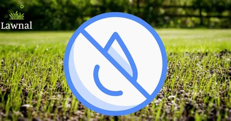 How Long Can Grass Seed Survive Without Water Lawnal