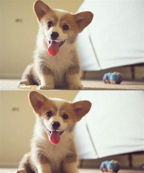 That Cute Face Rcorgi