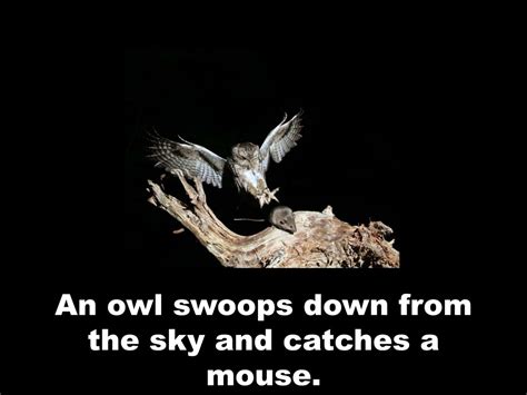 Ppt A Wasp Lays Eggs Into A Cockroach The Eggs Hatch And Eat The