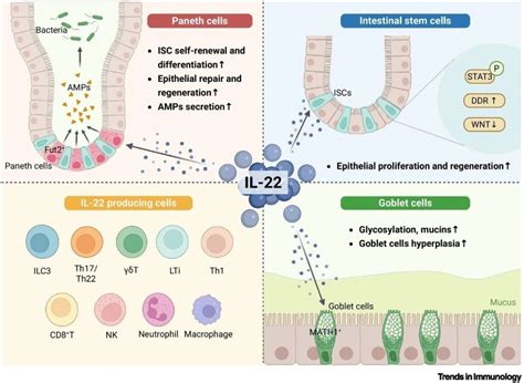 复旦大学黄立豪团队trends In Immunology 综述丨il 22：连接肠道稳态与代谢平衡的枢纽 腾讯新闻