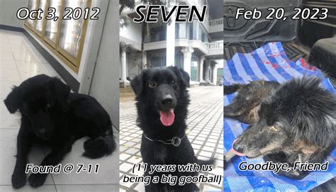 Euthanizing A Pet Here Is The Worst Experience Rthailand