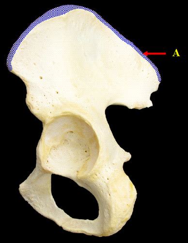 Ilium Bone Flashcards Quizlet