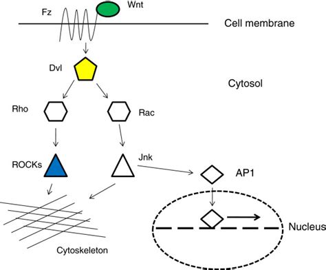 Simplified Schema Of The Pcp Pathway Download Scientific Diagram