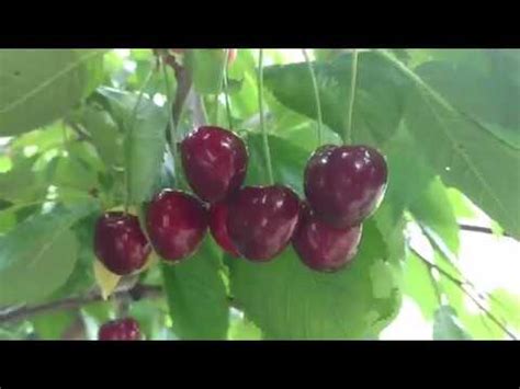 Черешня Кордия (Аттика) /Cherry Cordia/. Отзыв и видео от питомника ...