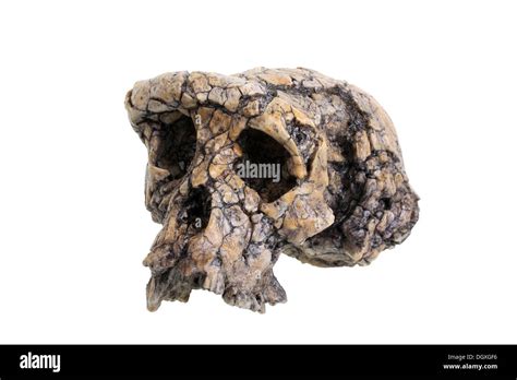 Replica Skull Of Sahelanthropus Tchadensis Evolution Of Human Species