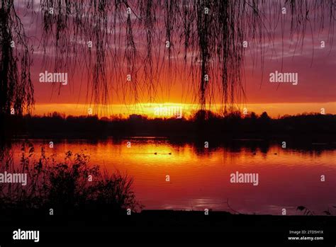 Silhouette Of Weeping Willow At Sunrise Or Sunset Dramatic Sky With