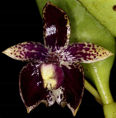 Bulbophyllum Cornutum Orchidaceae